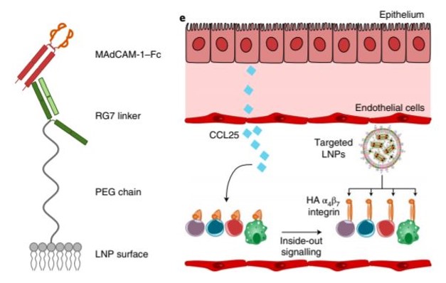 Conformation-sensitive targeting of lipid nanoparticles for RNA ...